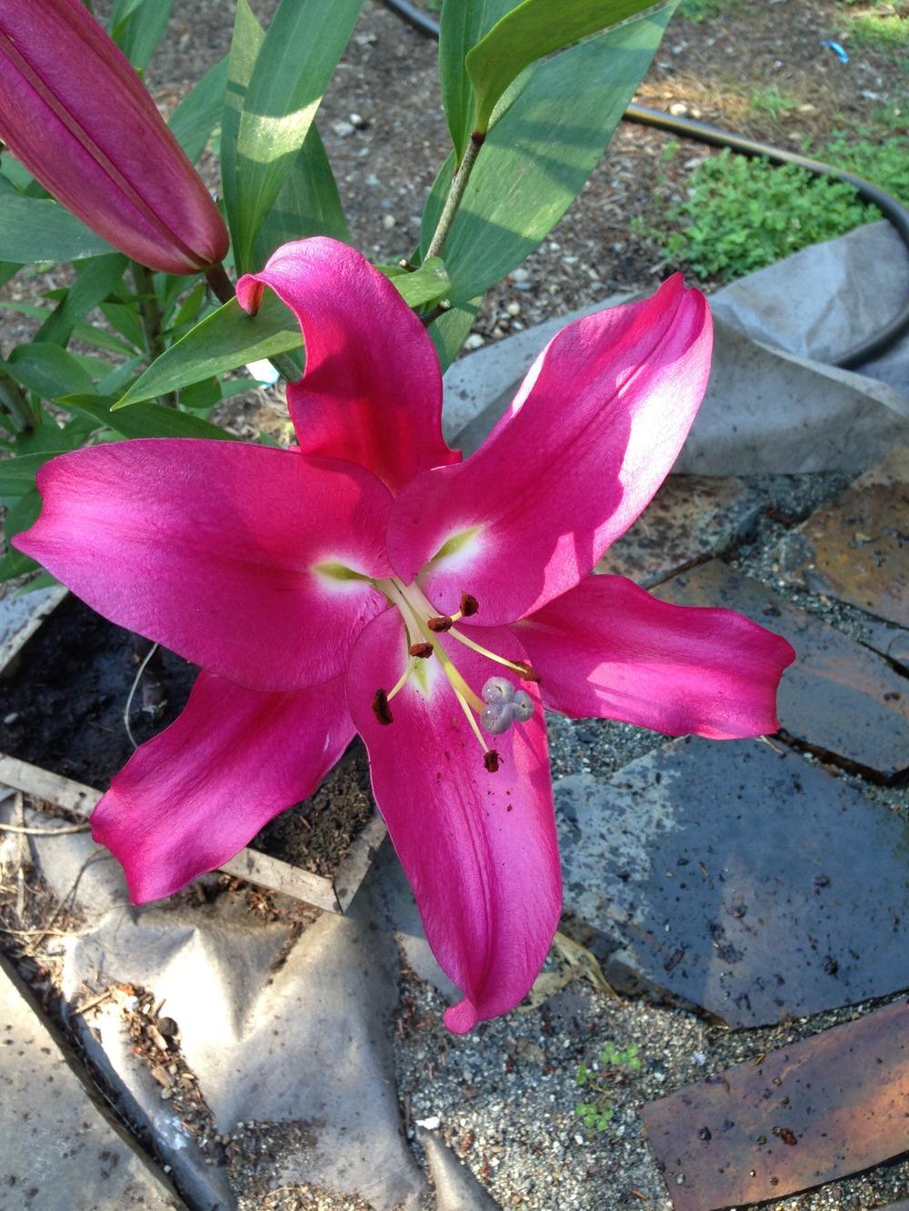 Photo of the bloom of OT Hybrid (Lilium 'Robina') posted by Kelliarm ...