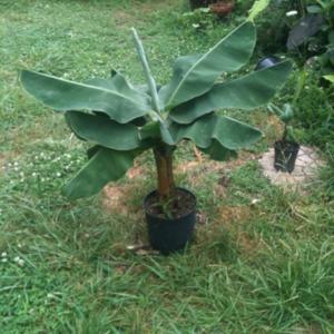 Banana (Musa acuminata 'Poquito') in the Bananas Database - Garden.org