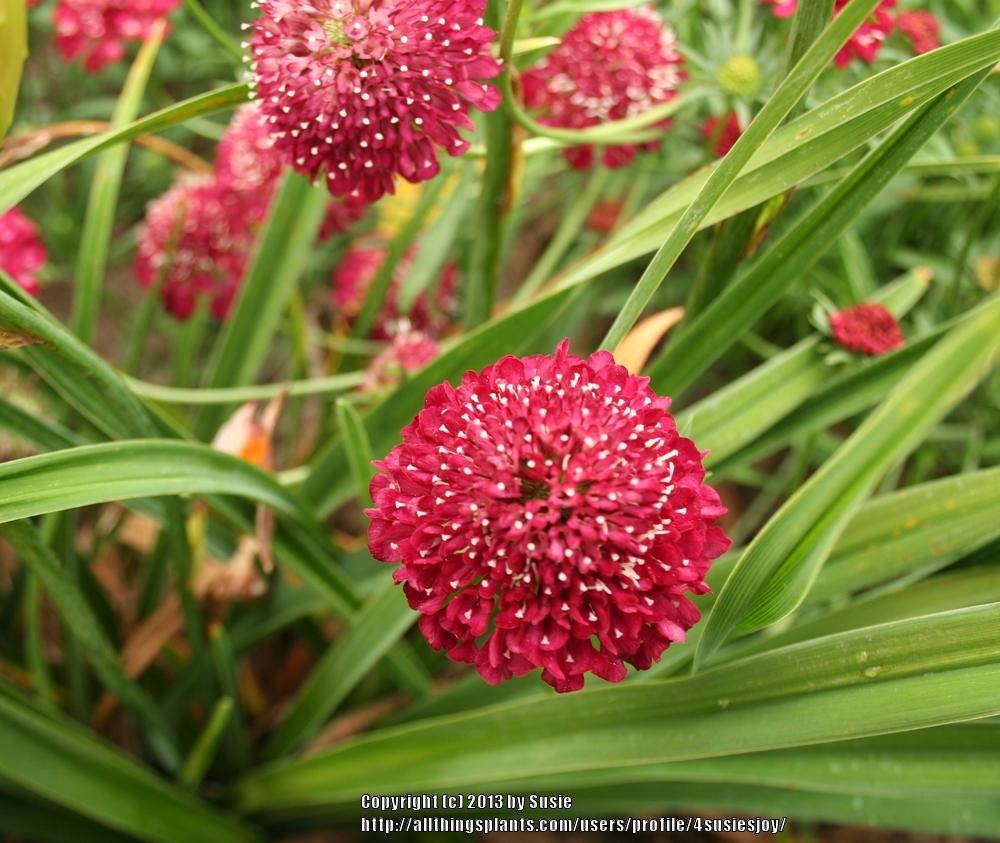 Photo of the bloom of Pincushion Flower (Sixalix atropurpurea subsp ...