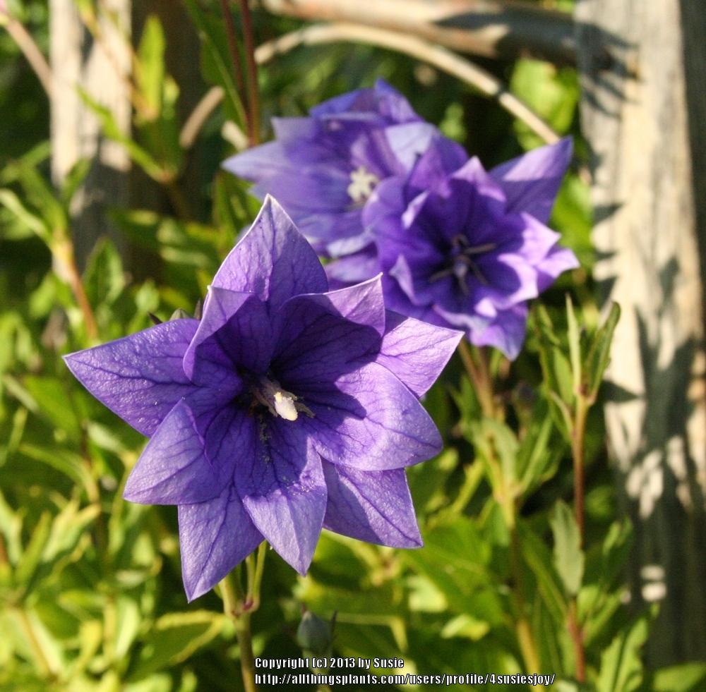 Photo of the bloom of Balloon Flower (Platycodon grandiflorus 'Hakone ...