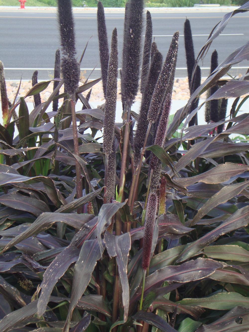 Photo of the seed pods or heads of Ornamental Millet (Cenchrus ...