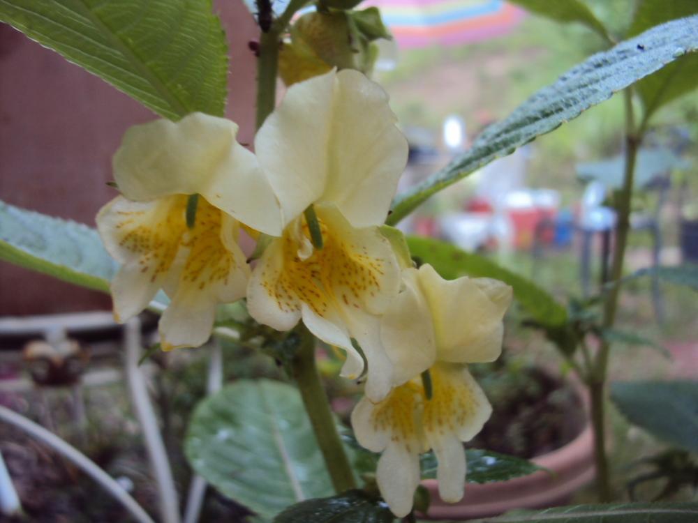 Impatiens scabrida - Garden.org