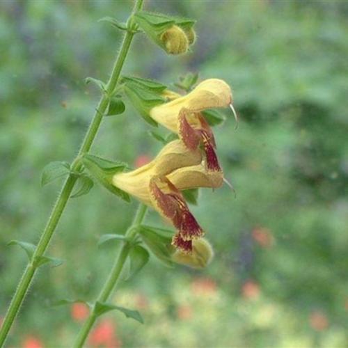 Salvia 'Amber' in the Salvias Database - Garden.org