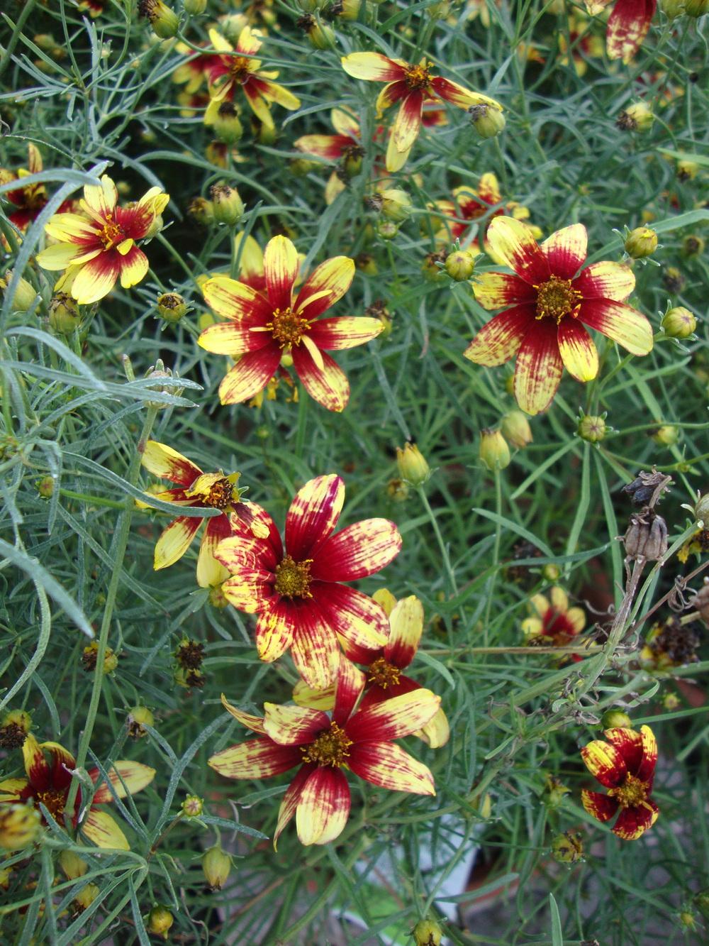 Photo of the bloom of Longstalk Tickseed (Coreopsis Big Bang™ Cosmic ...