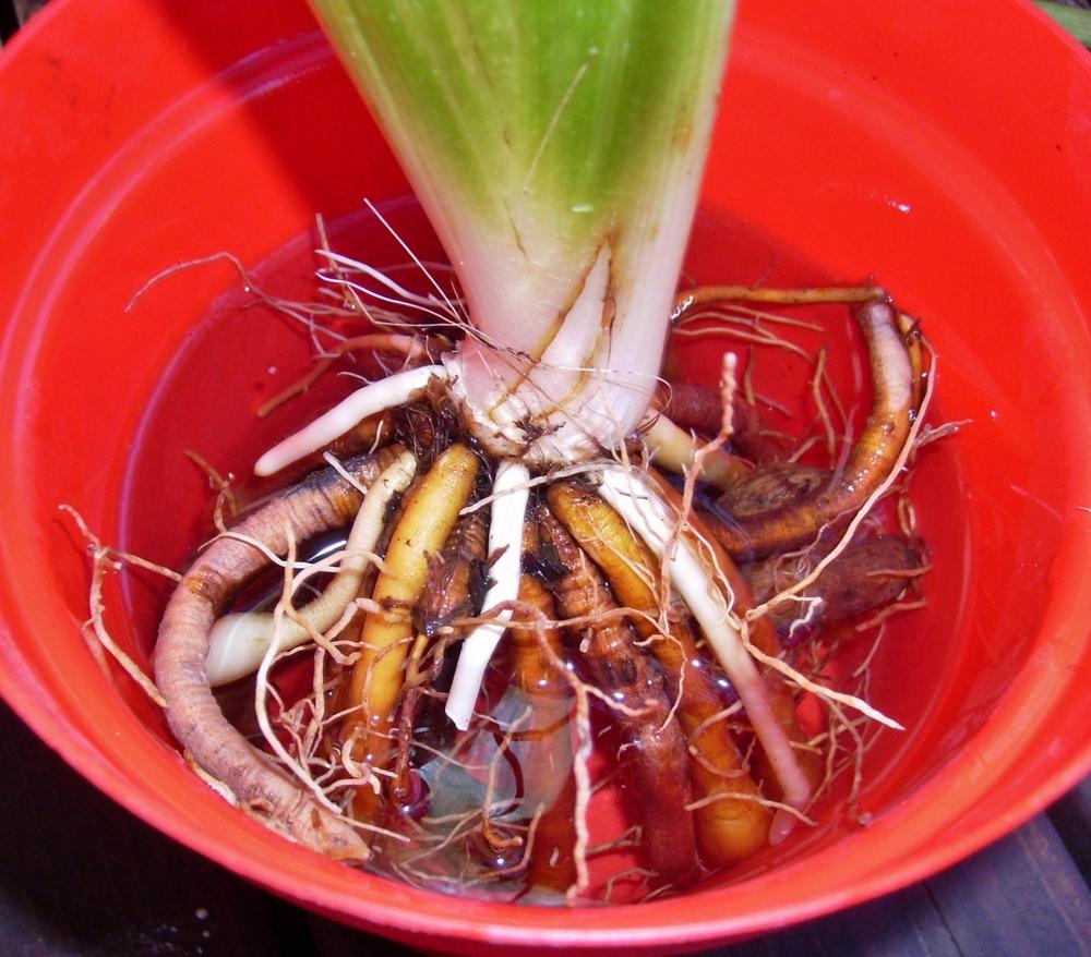 Potted Daylilies: Trimming Roots - Garden.org