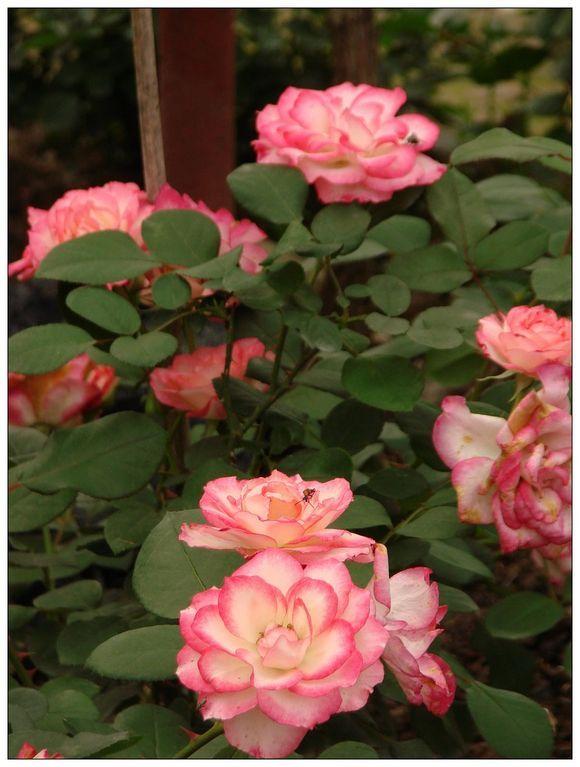 Photo of the bloom of Rose (Rosa 'Nicole') posted by farmwind - Garden.org