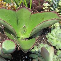 Photo of the entire plant of Kalanchoe (Kalanchoe tetraphylla 'Gremlin ...