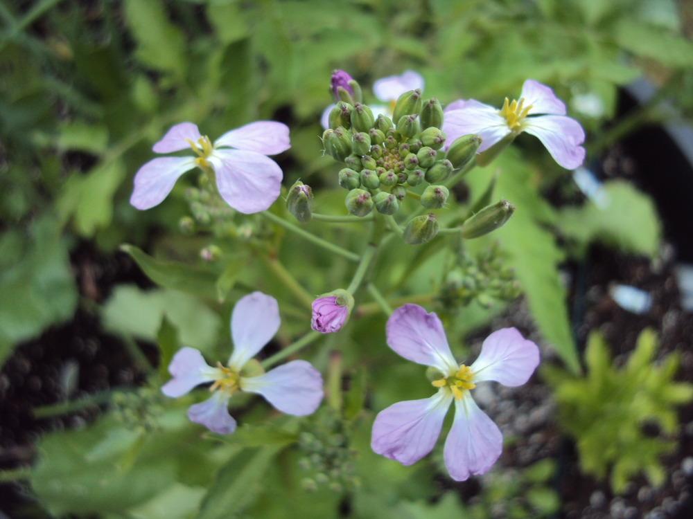 Radish (Raphanus sativus 'Purple Plum') in the Radishes Database - Garden.org