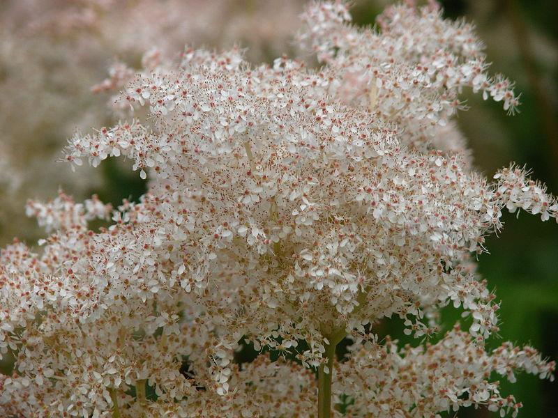 Siberian Meadowsweet (Filipendula palmata) - Garden.org