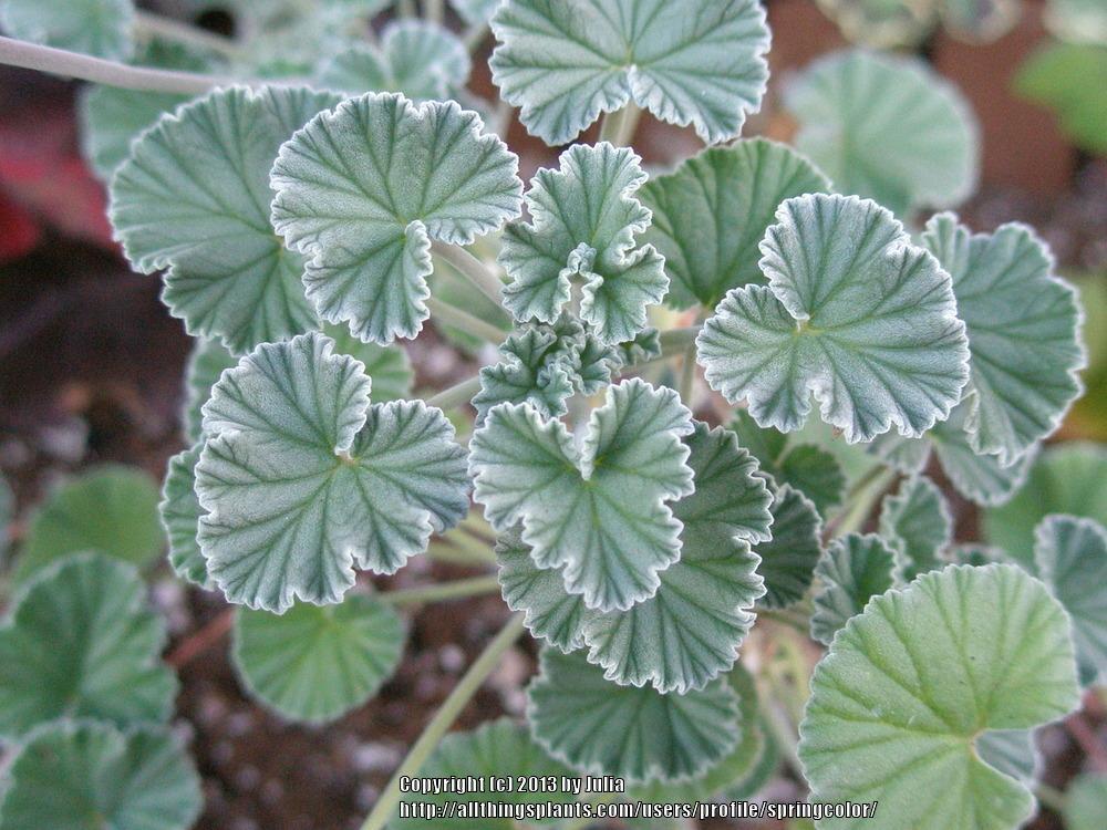 Photo of the leaves of South African Geranium (Pelargonium sidoides ...