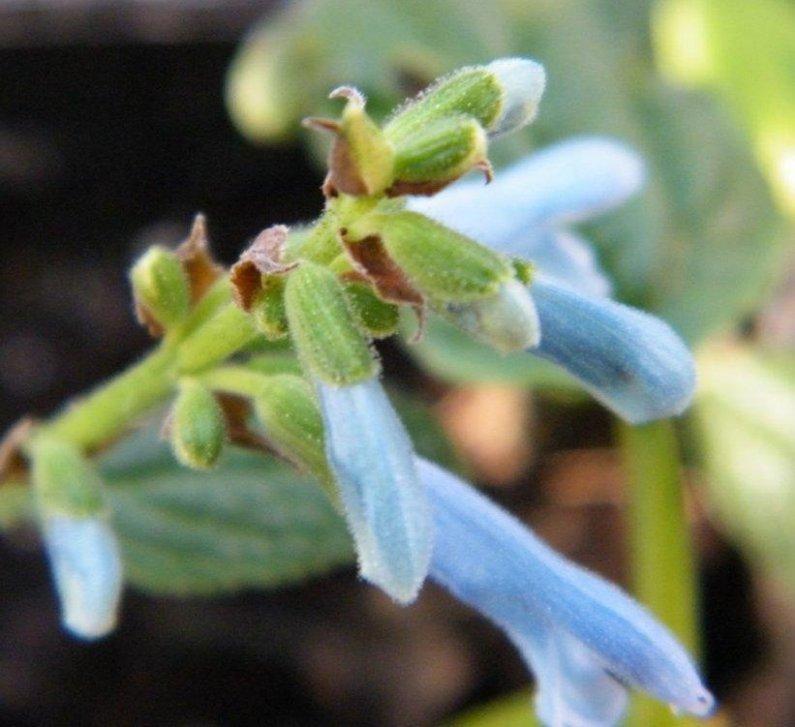 Puckered Sage (Salvia bullulata) in the Salvias Database - Garden.org