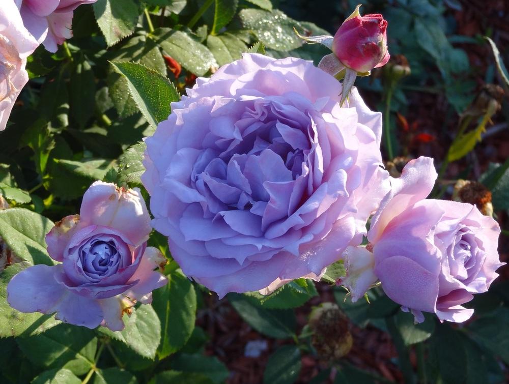 Photo of the bloom of Rose (Rosa 'Novalis') posted by Skiekitty ...