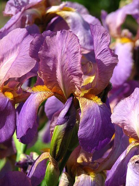Tall Bearded Iris (Iris 'Elizabeth of England') in the Irises Database ...