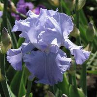 Photo of the bloom of Tall Bearded Iris (Iris 'Color Me Blue') posted ...