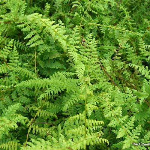 Bladder Fern (Cystopteris bulbifera) - Garden.org