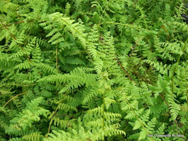 Bladder Fern (Cystopteris bulbifera) - Garden.org