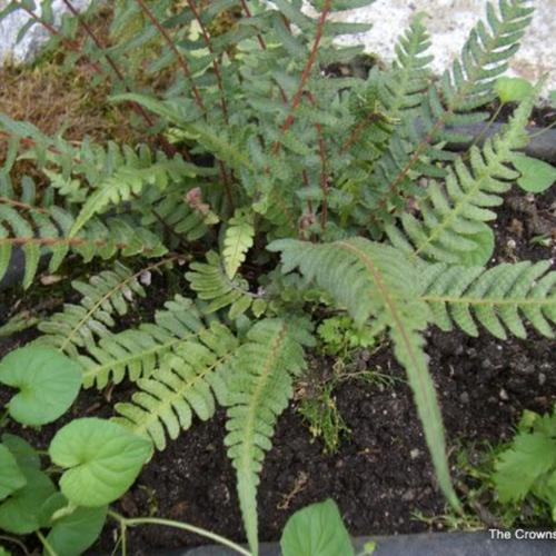 Common Rasp Fern (Doodia media) - Garden.org