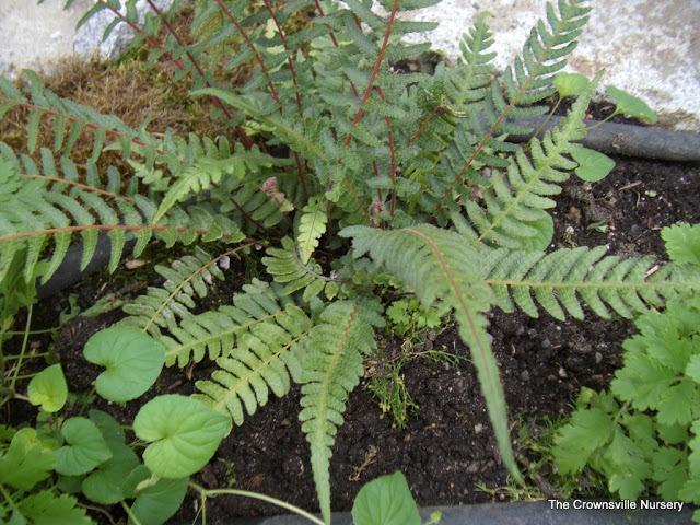 Common Rasp Fern (Doodia media) - Garden.org