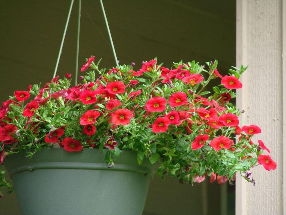 Photo of the entire plant of Million Bells (Calibrachoa Aloha® Kona ...