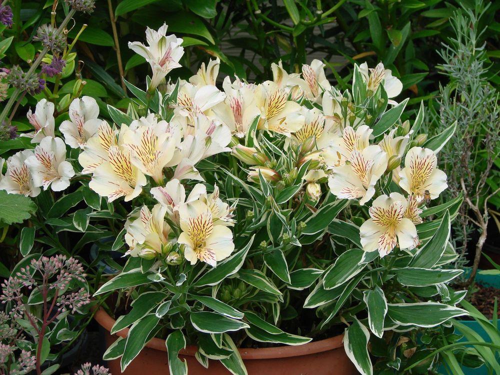 Photo of the entire plant of Peruvian Lily (Alstroemeria Princess ...