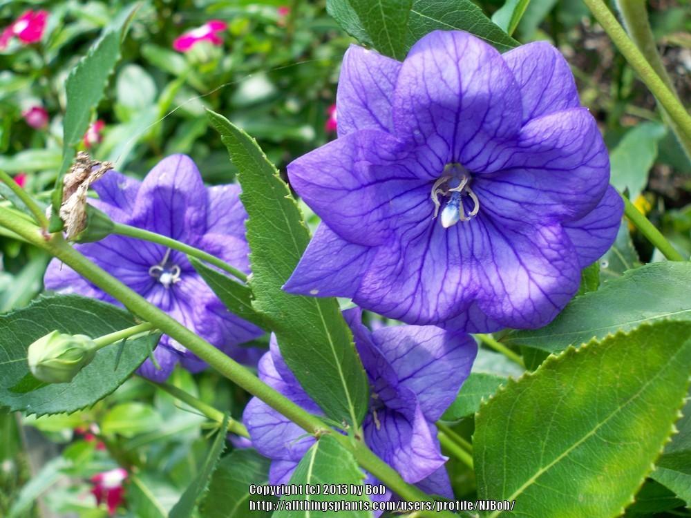 Photo of the bloom of Balloon Flower (Platycodon grandiflorus 'Hakone ...