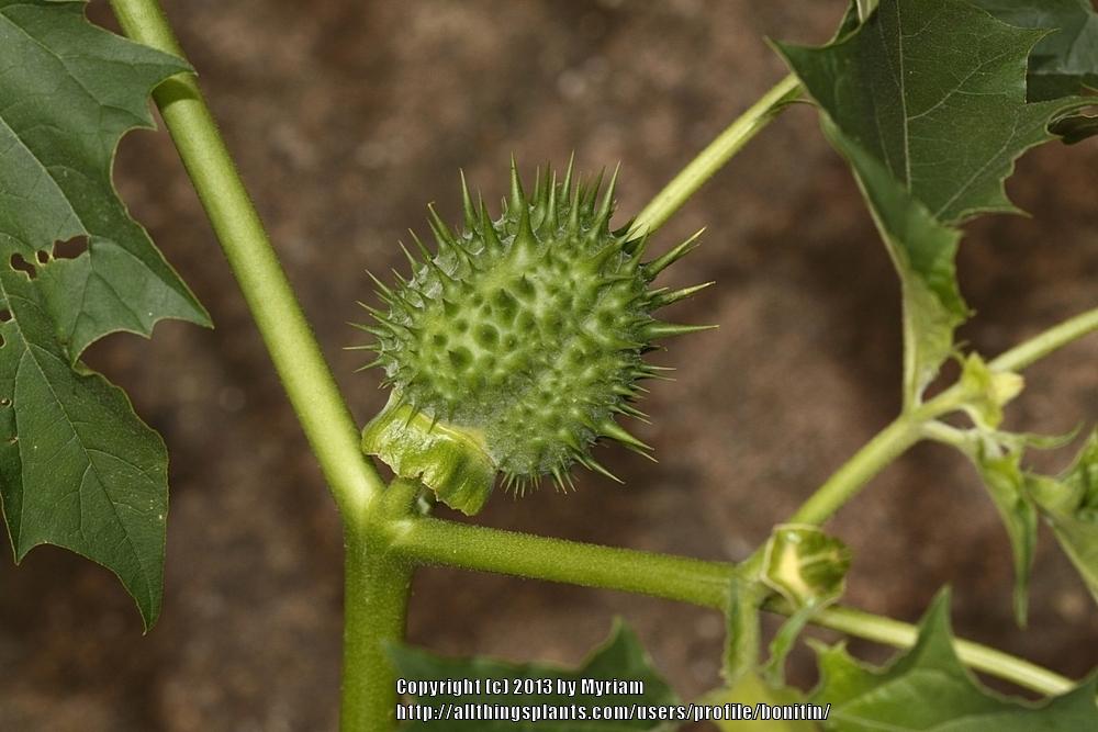 Photo of the seed pods or heads of Jimson Weed (Datura stramonium ...