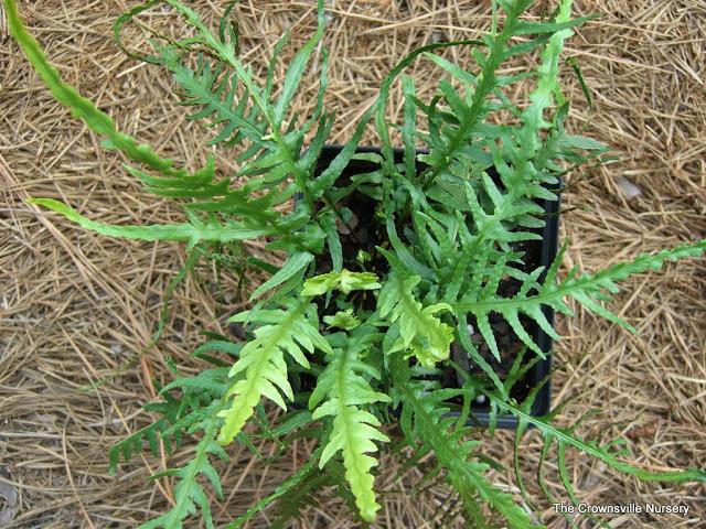 Photo of the entire plant of Walking Spleenwort (Asplenium x ebenoides ...