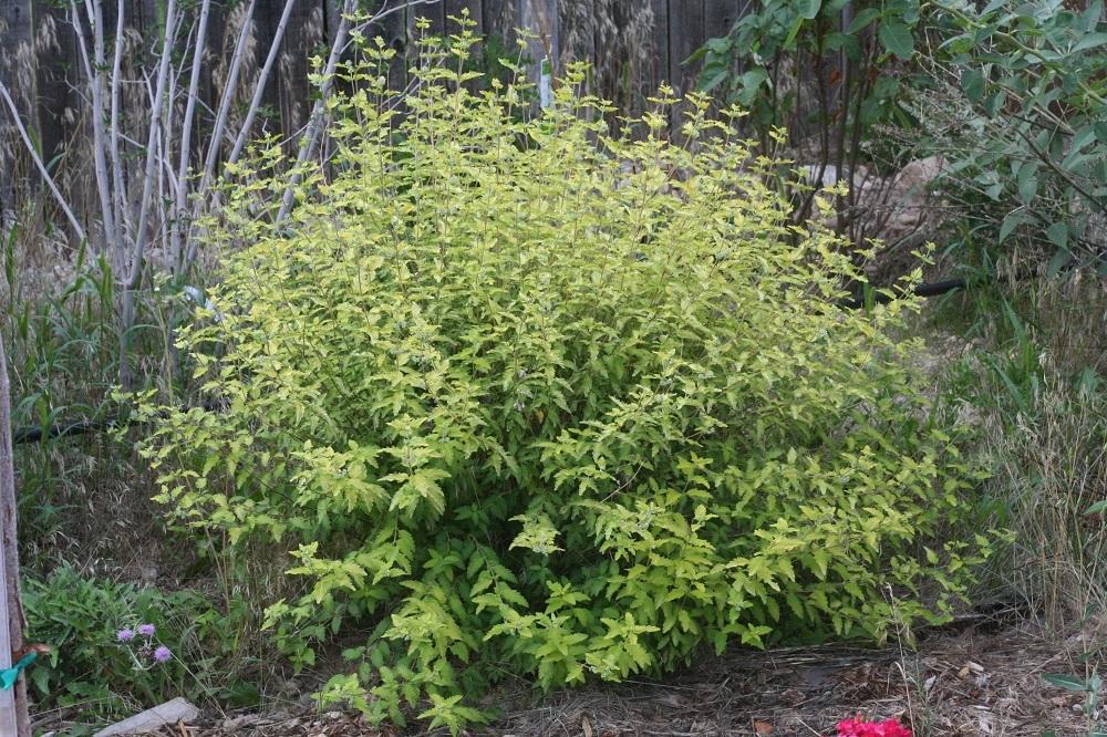 Photo of the entire plant of Bluebeard (Caryopteris incana Sunshine ...
