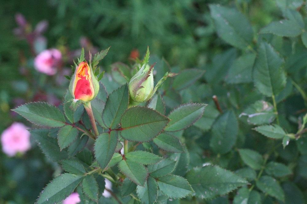 Photo of the closeup of buds, sepals and receptacles of Rose (Rosa 'Bees Knees') posted by ...