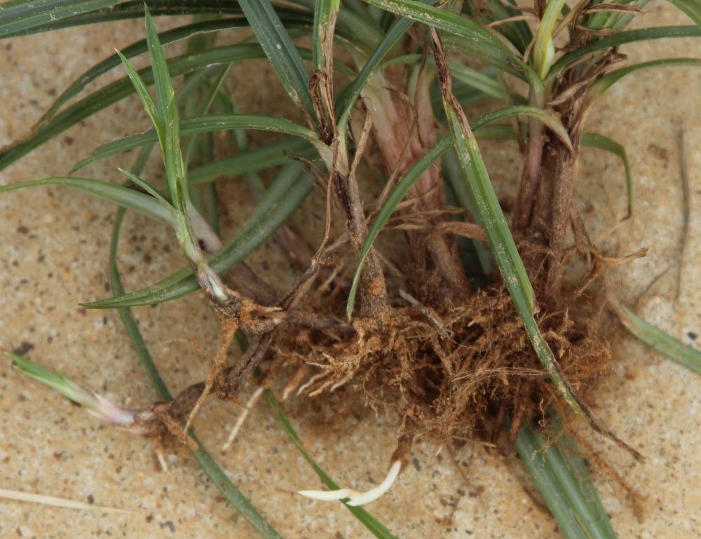 Photo of the roots of Yellow Nutsedge (Cyperus esculentus) posted by ...