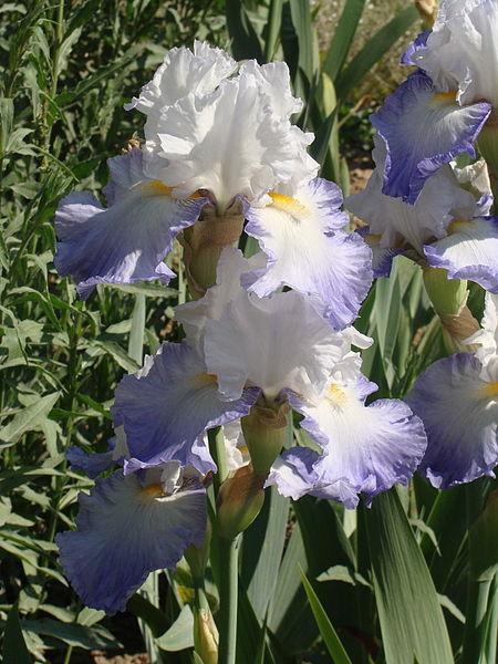 Photo of the bloom of Tall Bearded Iris (Iris 'Alizés') posted by ...