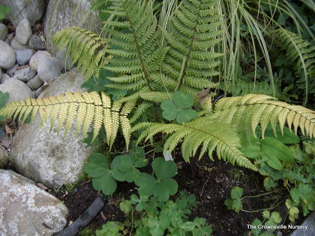 Photo of the leaves of Sunset Fern (Dryopteris lepidopoda) posted by ...