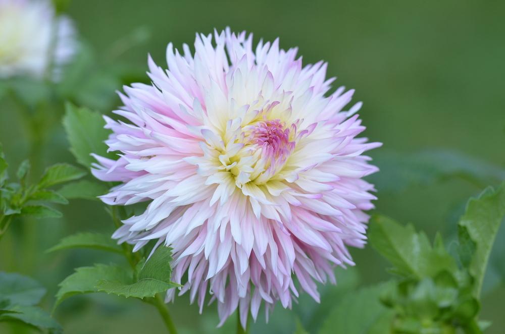 Photo of the bloom of Dahlia 'Nadia Ruth' posted by Anne - Garden.org