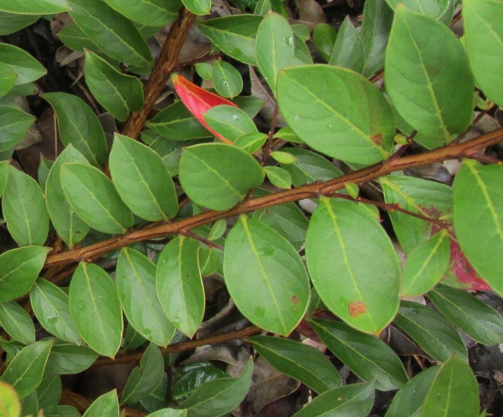 Photo of the leaves of Crape Myrtle (Lagerstroemia indica 'Meatballs ...