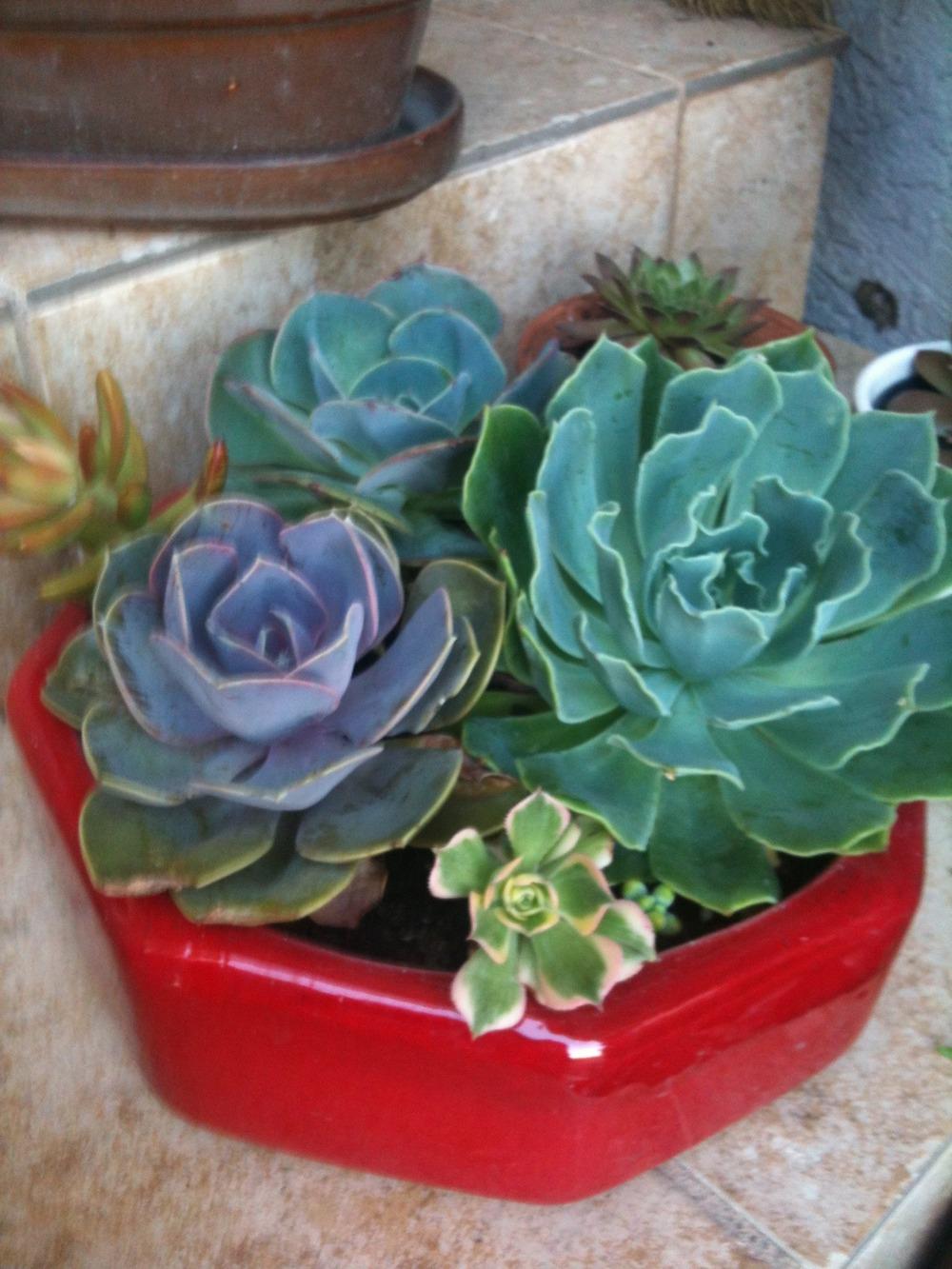 My succulent containers in Sempervivum in Shallow Containers - Garden.org