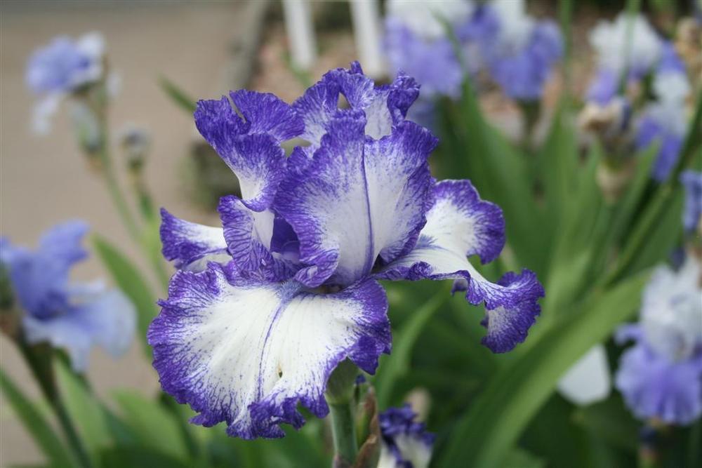 Photo of the bloom of Tall Bearded Iris (Iris 'Ink Patterns') posted by ...