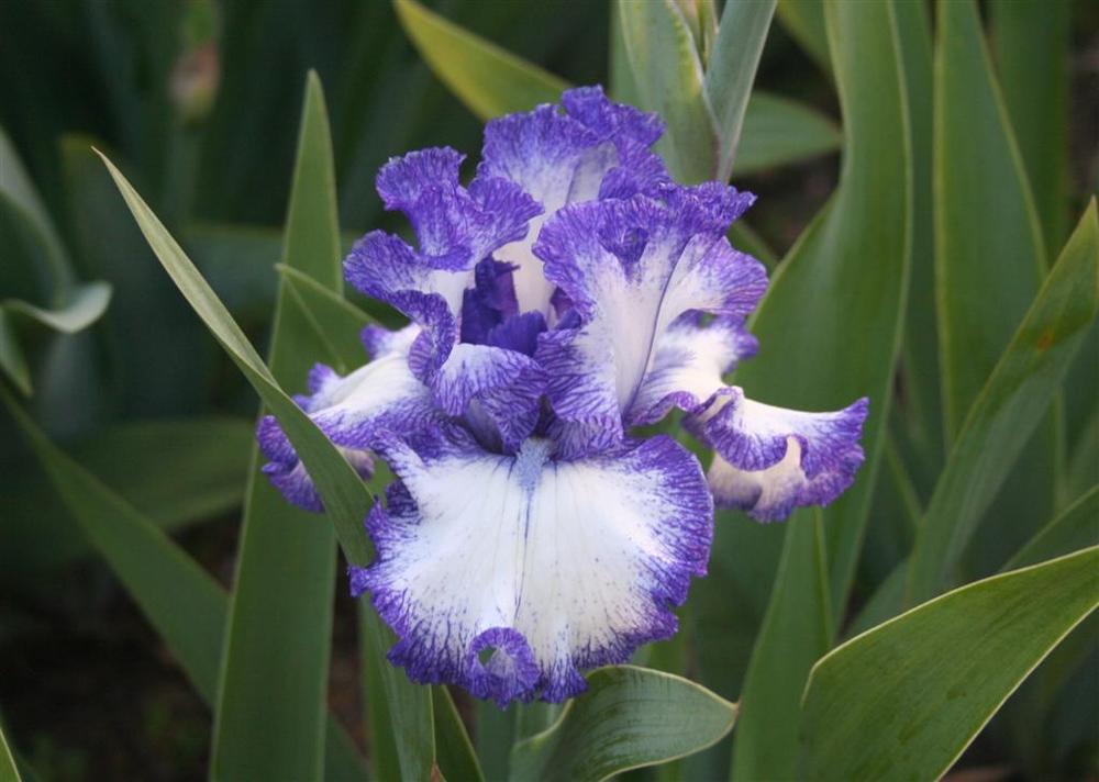 Photo of the bloom of Tall Bearded Iris (Iris 'Ink Patterns') posted by ...