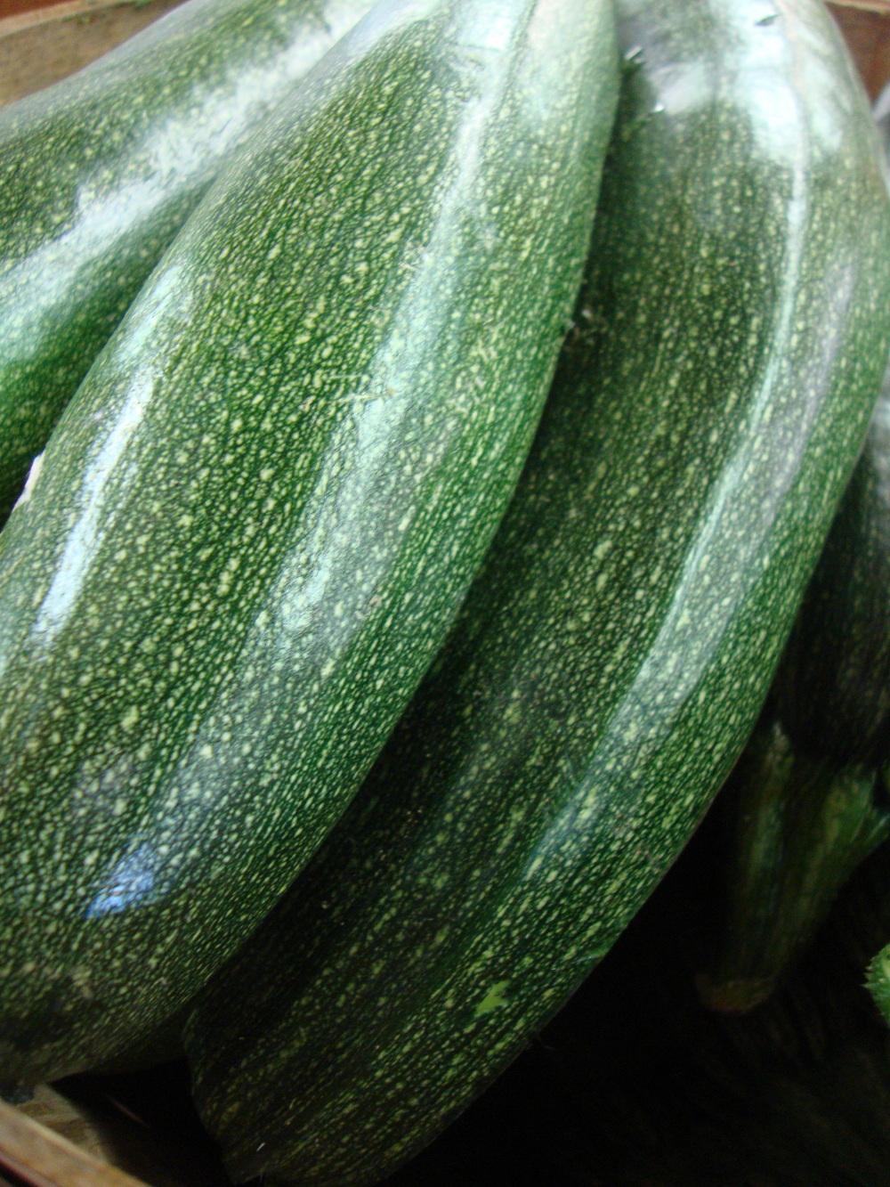 Zucchini (Cucurbita pepo 'Grey Zucchini') in the Gourds, Squashes and ...