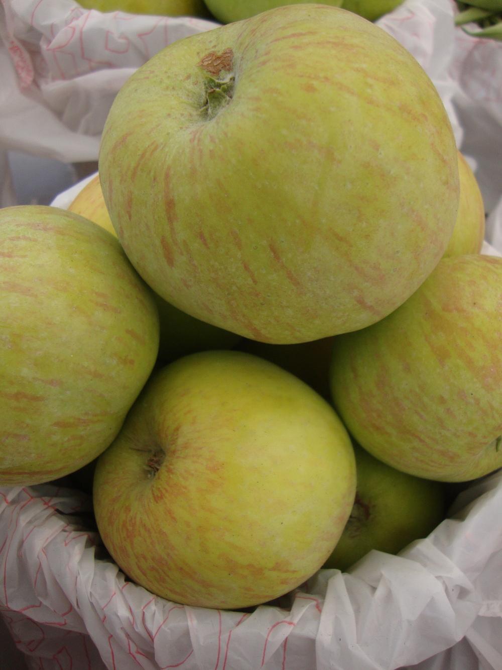 Photo of the fruit of Apple (Malus domestica 'Gravenstein') posted by ...