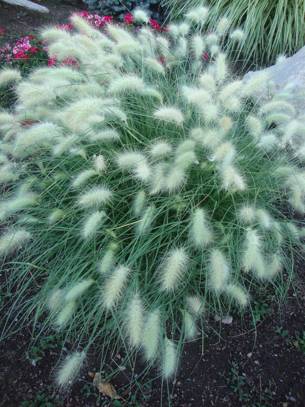Photo of the entire plant of Fountain Grass (Cenchrus alopecuroides ...