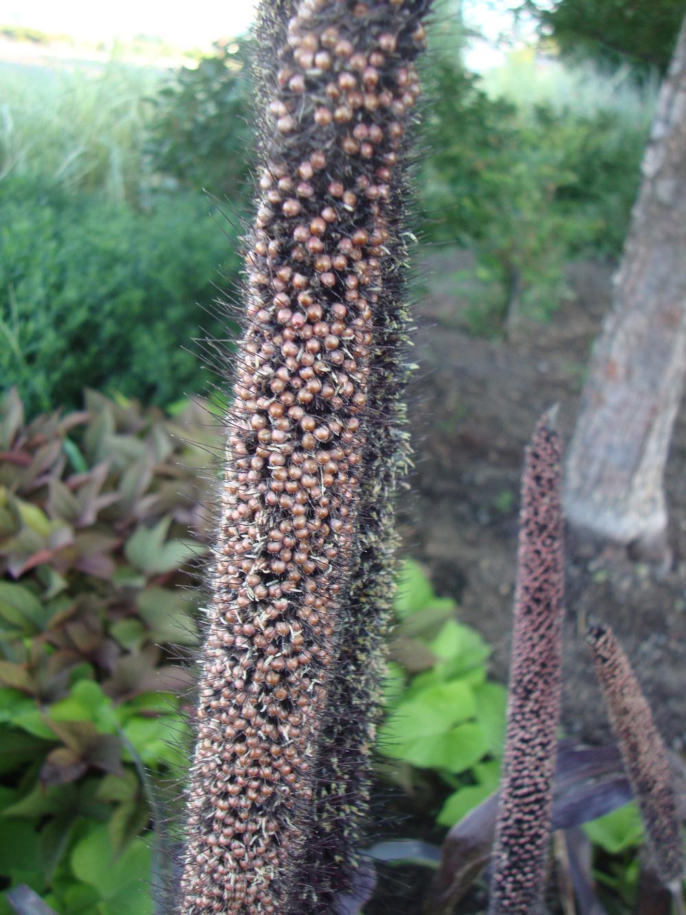 Photo of the seed pods or heads of Ornamental Millet (Cenchrus ...