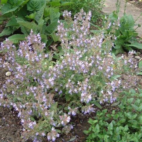 Sage (Salvia officinalis 'Nazareth') in the Culinary Sages Database ...