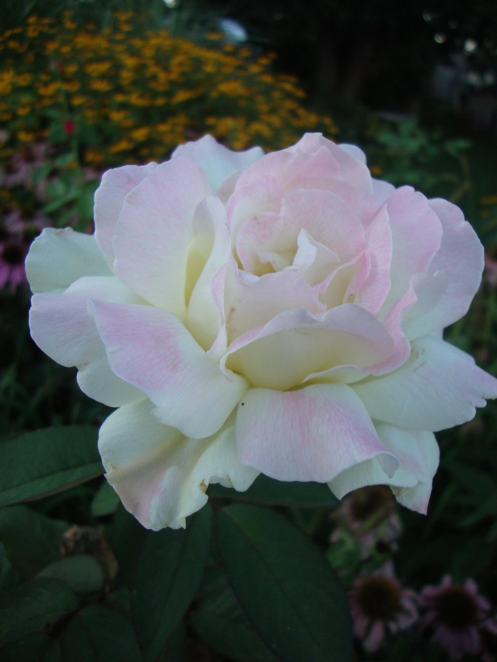 Hybrid Tea Rose (Rosa 'Garden Party') in the Roses Database - Garden.org