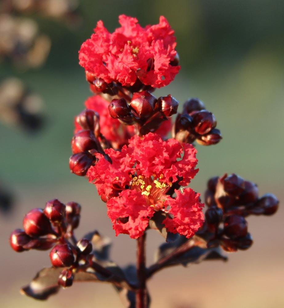 Crepe Myrtles: Plant Care and Collection of Varieties - Garden.org