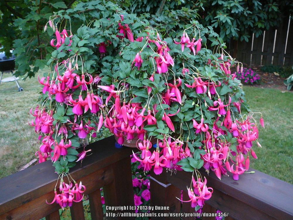 Photo of the entire plant of Fuchsia 'Red Spider' posted by duane456 ...