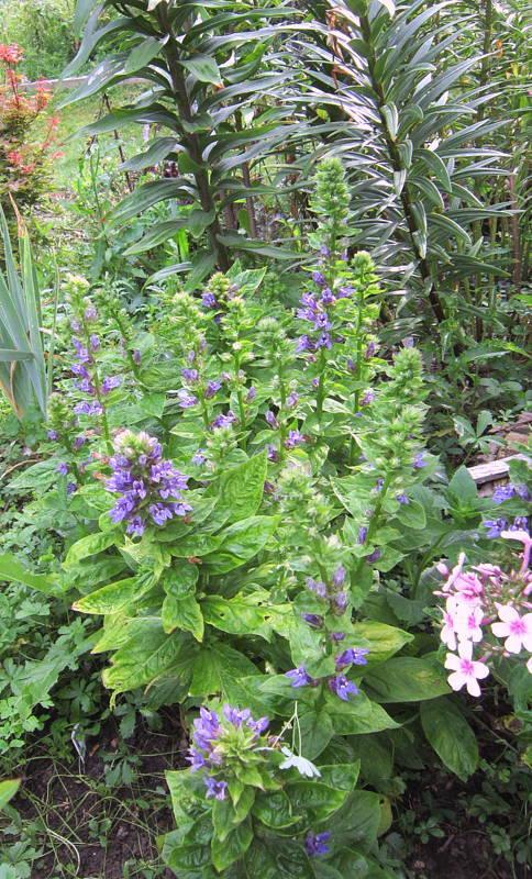 Photo of the entire plant of Lobelia siphilitica 'Blue Selection ...
