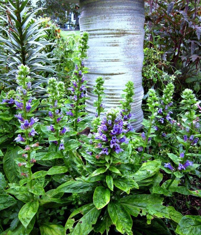 Photo of the entire plant of Lobelia siphilitica 'Blue Selection ...