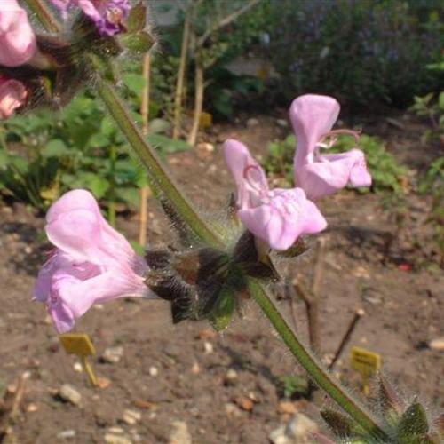 Sage (Salvia recognita) in the Salvias Database - Garden.org