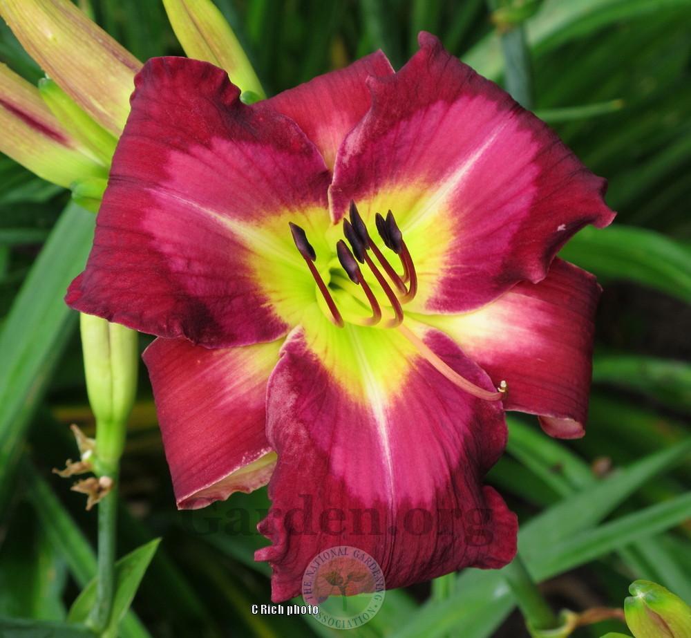 Daylily (Hemerocallis 'Tall Dark and Handsome') in the Daylilies ...
