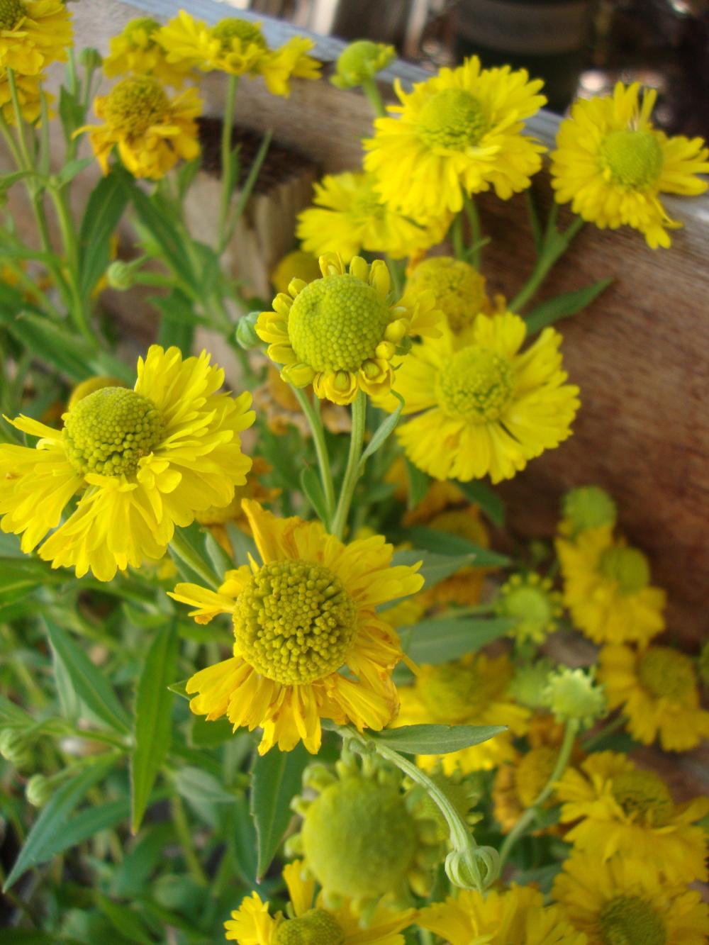 Photo of the bloom of Sneezeweed (Helenium 'Double Trouble') posted by ...